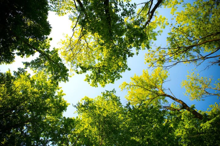 The Importance of Healthy Trees | Residential Tree Services | Perficut
