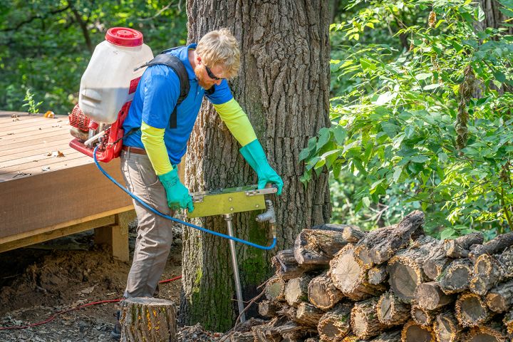 Fall Treatments That Will Keep Your Trees Happy and Healthy | Perficut